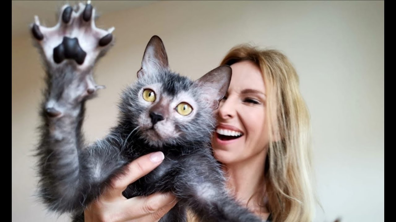 THE WOLF CAT – The Lykoi ｜ 世界のカワイイ 猫ちゃん動画 まとめ サイト