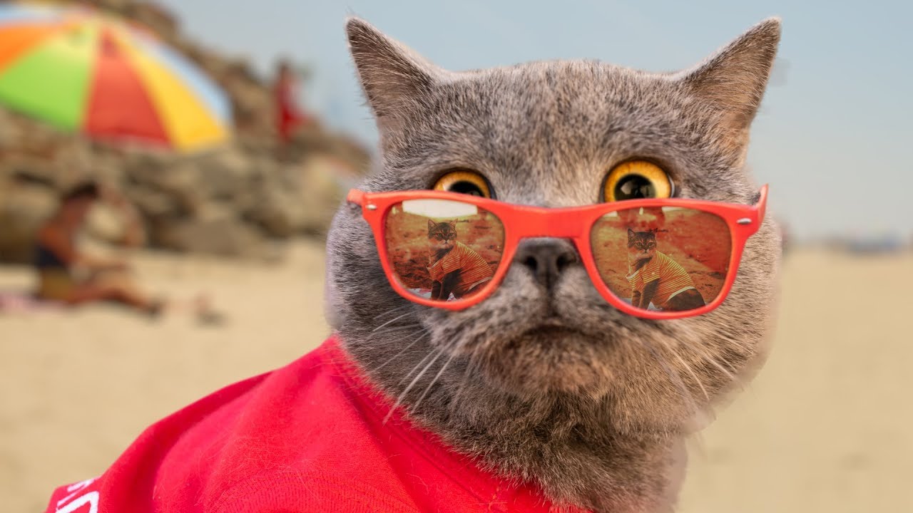 World’s First Cat Lifeguard ｜ 世界のカワイイ 猫ちゃん動画 まとめ サイト