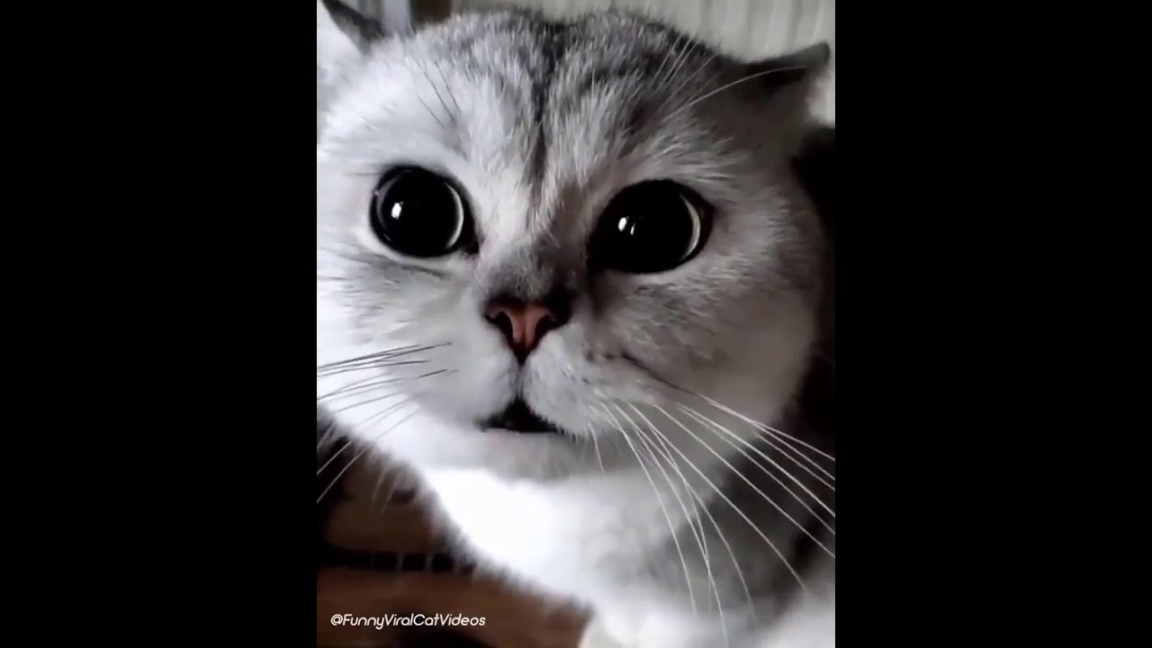 KUCING LUCU | FUNNY CAT ｜ 世界のカワイイ 猫ちゃん動画 まとめ サイト