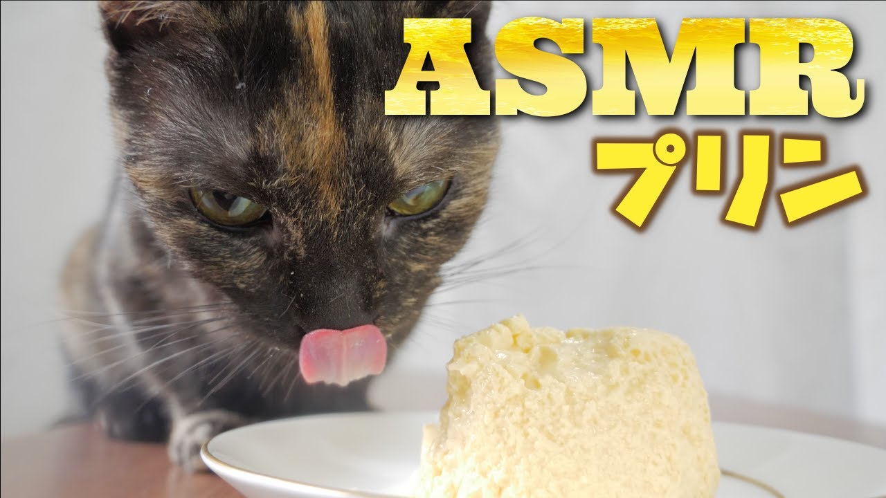 ASMR Cat Eating Pudding ネコ用自家製プリンを初めて食べる猫の咀嚼音 ｜ 世界のカワイイ 猫ちゃん動画 まとめ サイト