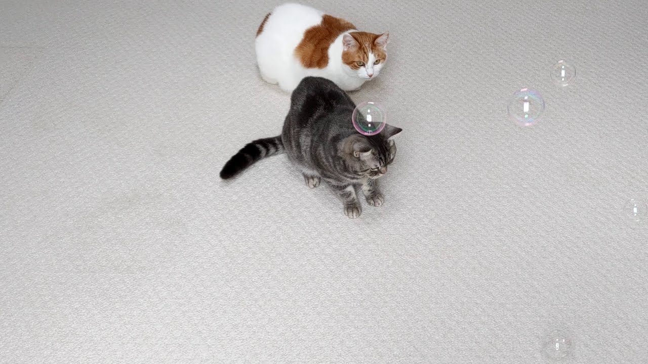Cats React To CatNip Bubbles | 4K ｜ 世界のカワイイ 猫ちゃん動画 まとめ サイト